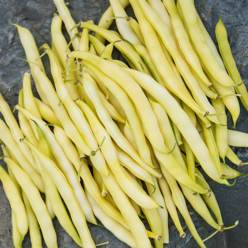 Fasole pitica Goldrush (250 g), seminte soi fasole oloaga galbena ...
