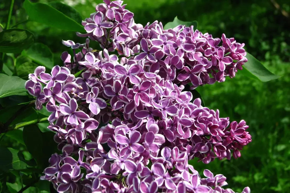 Liliac Sensation (1 butas), liliac flori parfumate, mov cu margini albe ...