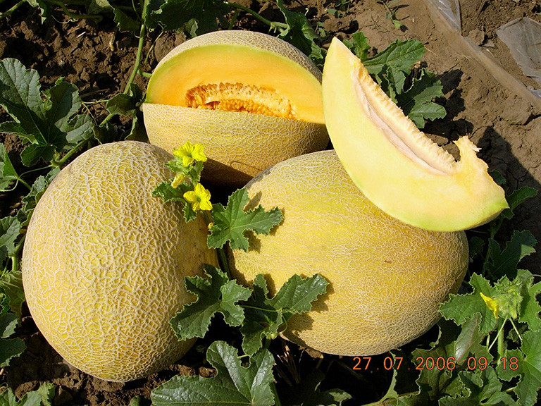 Pepene galben Katinka F1 (500 sem), seminte hibrid tip Ananas, pepene ...