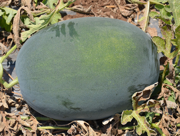 Pepene verde Odem F1 (1000 sem), seminte pepene rosu hibrid ...