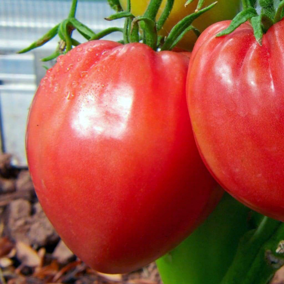 Rosii Inima de Bivol rosu (1 g), seminte tomate soi semitimpuriu ...