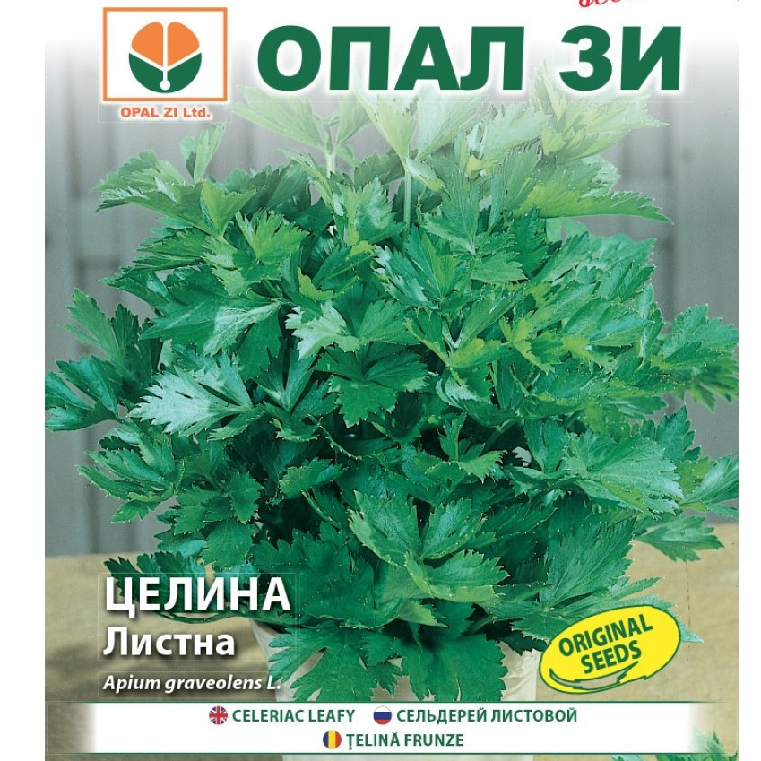 Telina de frunze (5 g), seminte telina frunze si petiol, rozeta mare ...