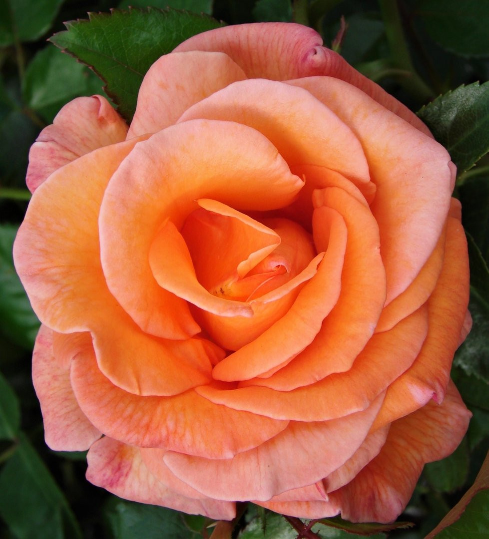 Trandafir Doris Tysterman (1 butas), trandafiri flori mari, portocalii ...