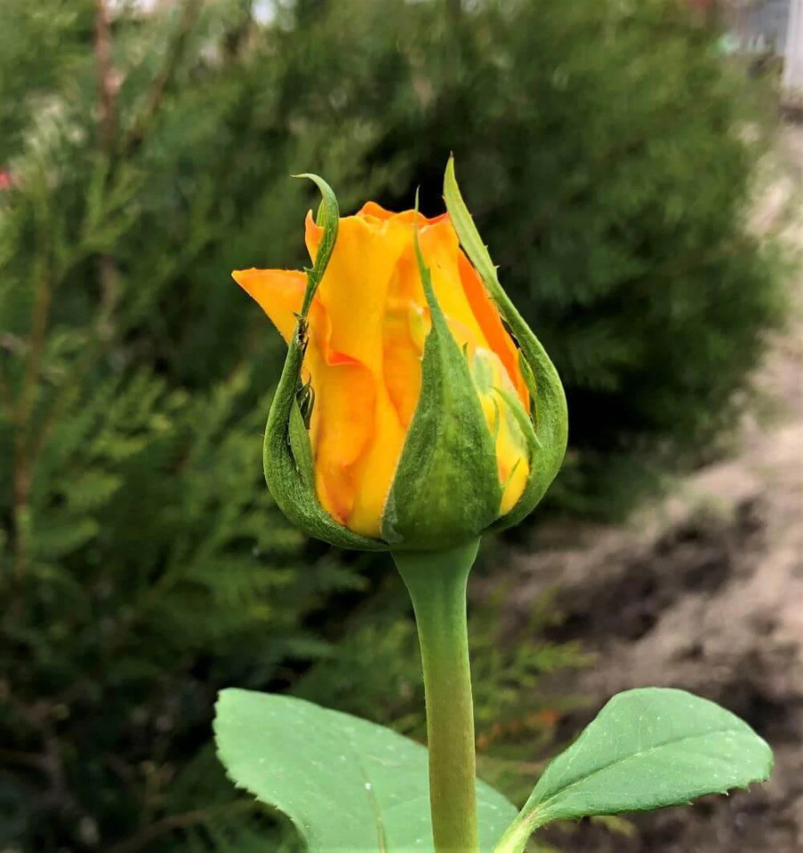 Trandafir Frisco (1 butas), trandafiri pepiniera, flori mari, galben intens