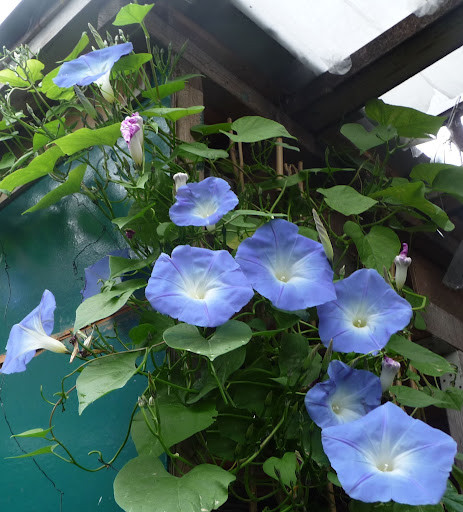 Zorele urcatoare albastru deschis (2 g), seminte planta ornamentală ...