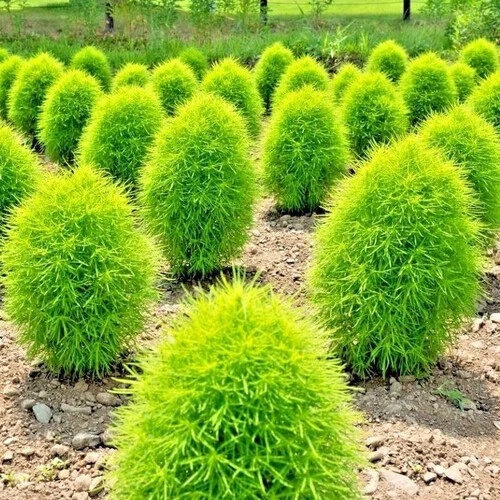 Cipru de Gradina - Mietelnik Cypris Letni (1 g) seminte Kochia scoparia ...