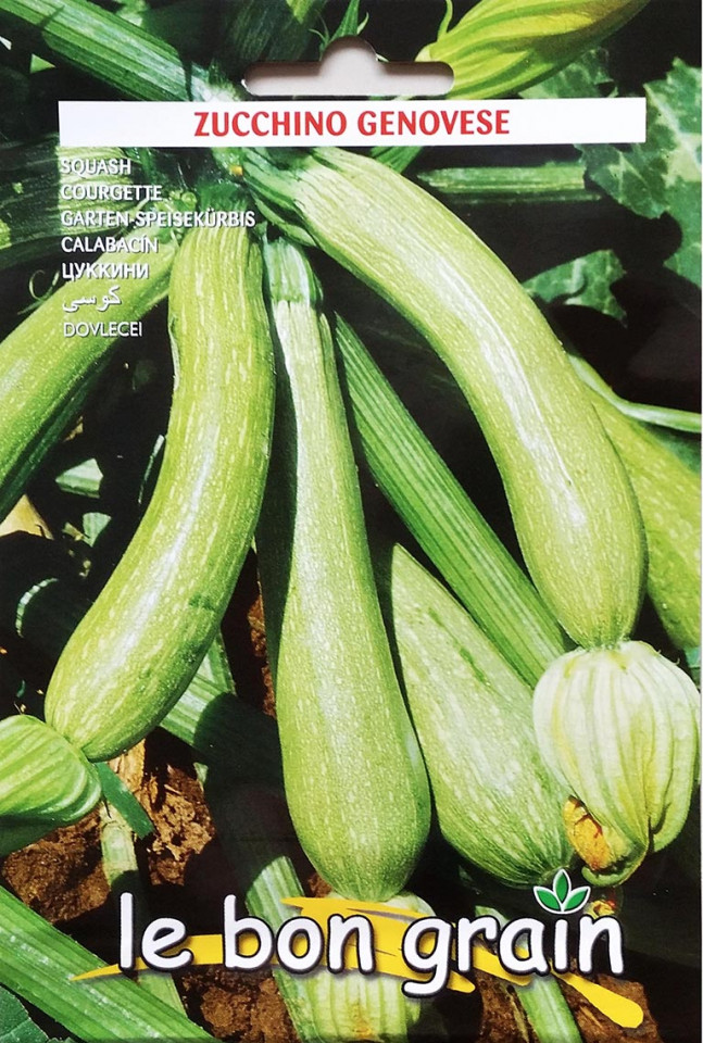 Dovlecei Genovese (100 g), seminte soi dovlecel rezistent, productiv ...