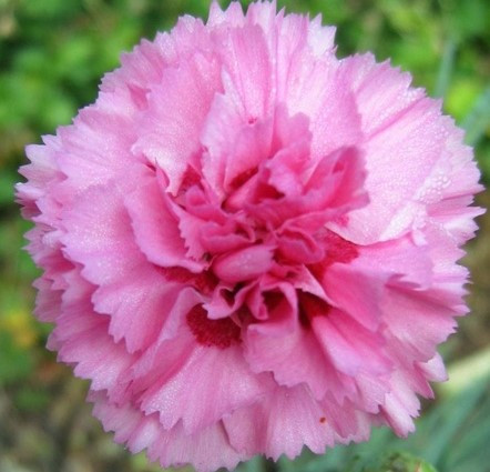 Garoafe Chabaud pink (0,15 g), seminte planta ornamentala Dianthus ...