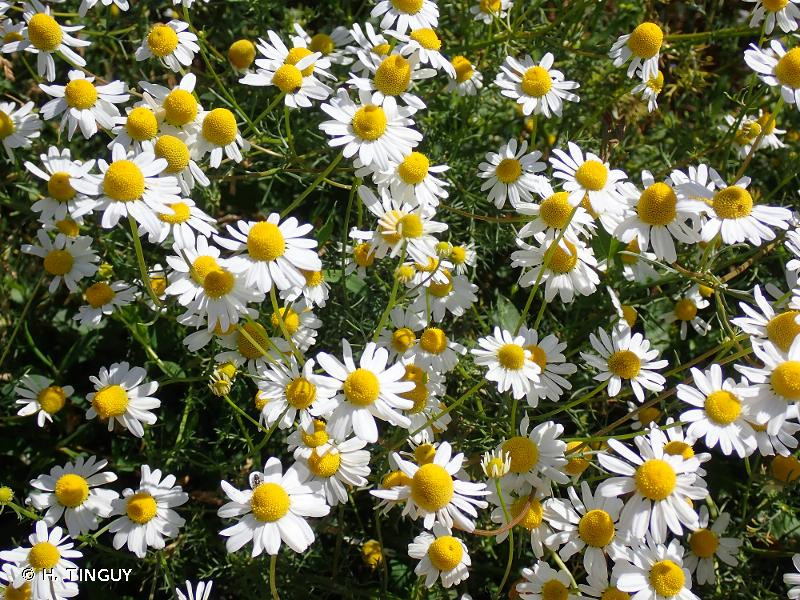 Musetel (0,5 g), seminte planta aromatica medicinala anuala Matricaria ...