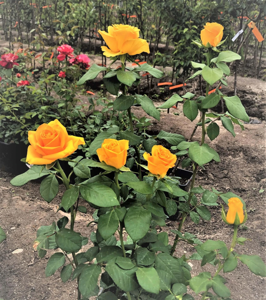 Trandafir Frisco (1 butas), trandafiri pepiniera, flori mari, galben intens