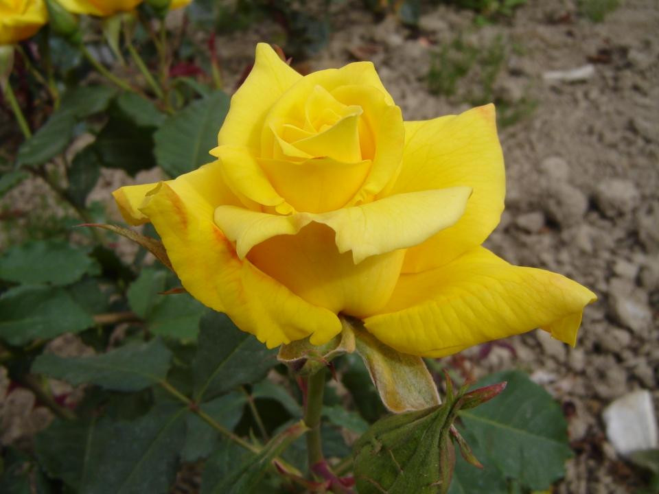 Trandafir Landora (1 butas), trandafiri pepiniera, flori foarte mari ...