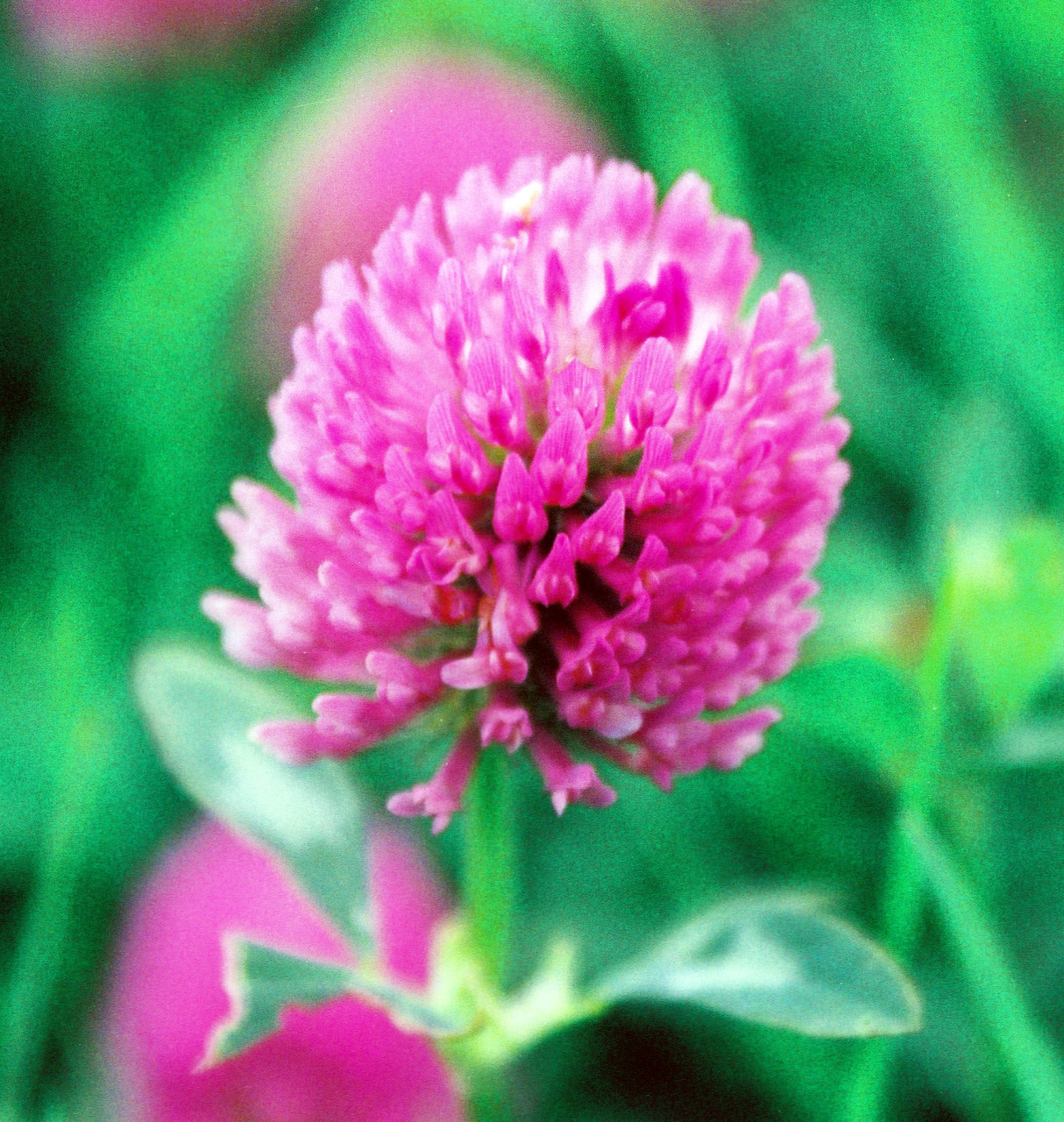 Trifoi rosu Pasieka (500 g), seminte soi furajer, melifer, medicinal ...