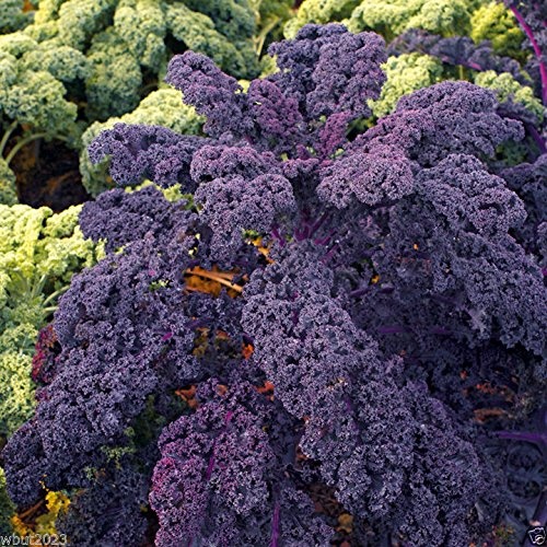 Varza kale Scarlet (1 g) seminte varza kale frunze intens crete violet ...