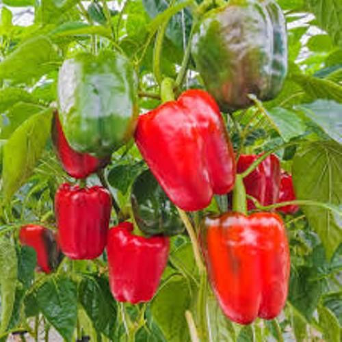 Ardei gras California Wonder rosu (1 g), seminte soi semitimpuriu ...