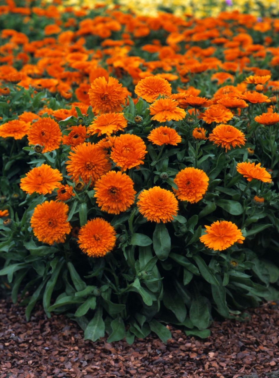 Galbenele Candyman (2 g) seminte Calendula officinalis cu flori mari ...