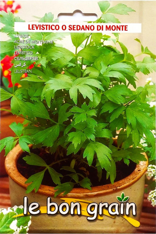 Leustean (500 g), seminte planta aromatica perena, frunze foarte ...