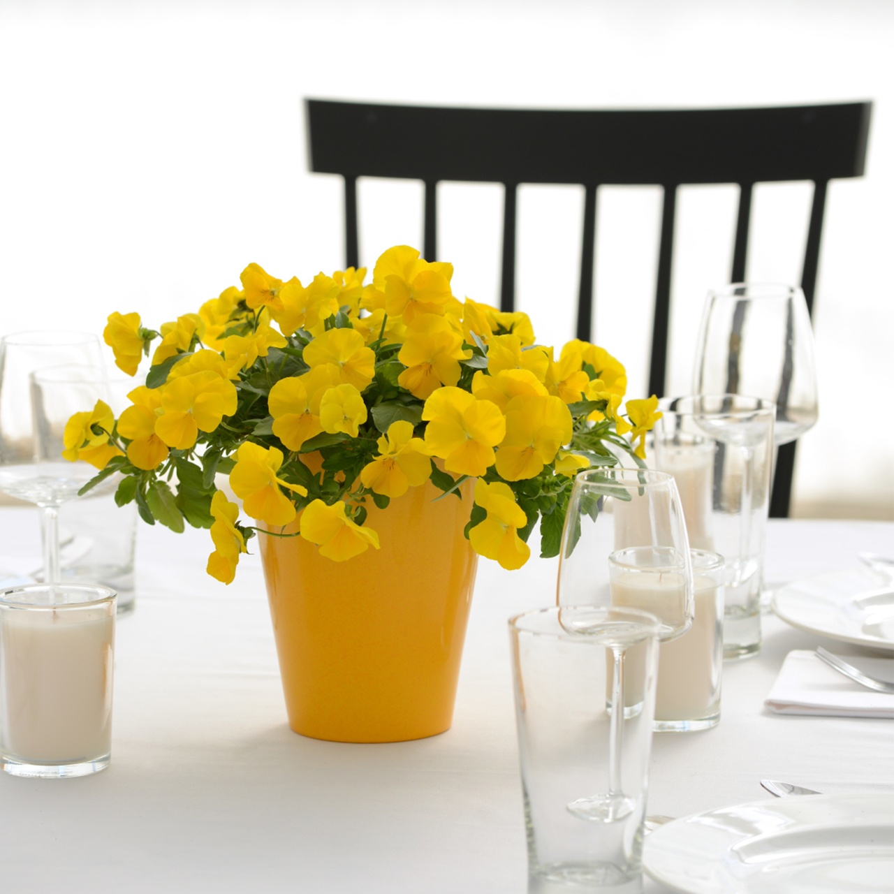 Panselute Swiss Giants Coronation Gold (0,25 g) seminte pansele Viola ...