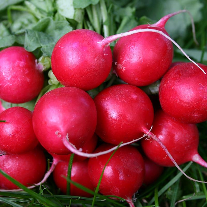 Ridichi de luna Cherry Belle (20 g), seminte soi timpuriu, ridichi ...
