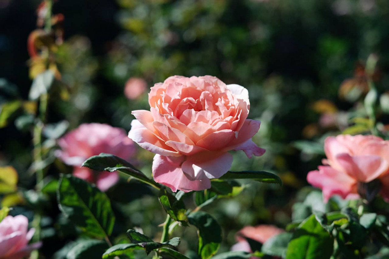 Trandafir Flamingo (1 butas), trandafiri pepiniera, flori culoare roz coral