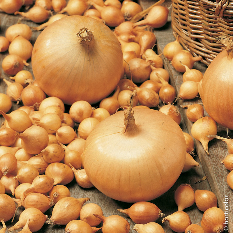 Arpagic Stuttgart (1 kg), arpagic calibrul 10/21 mm, ceapa galbena ...