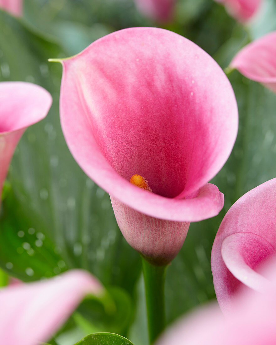 Cala Captain Violetta (1 bulb), bulbi Zantedeschia, cala culoare roz ...