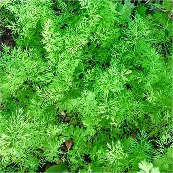 Marar comun (500 g), seminte planta aromatica marar, aroma specifica ...