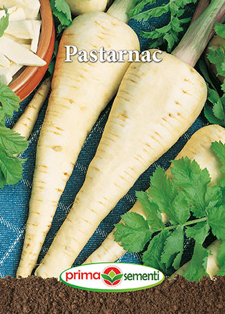 Pastarnac semilung (4 g), seminte soi productiv, radacini albe ...