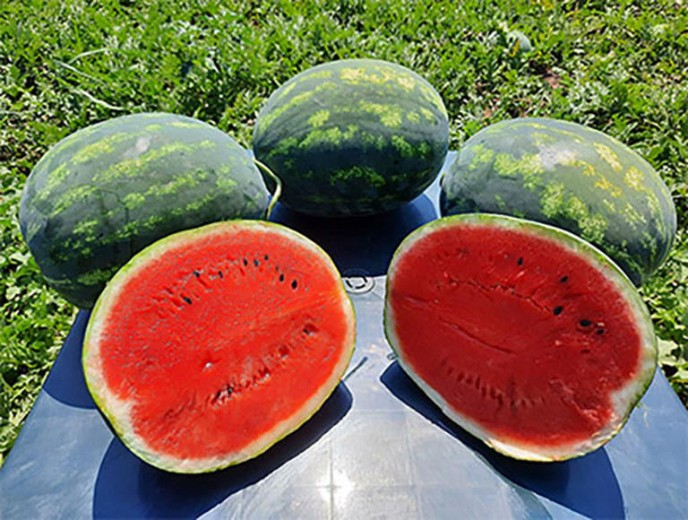 Pepene verde Sherkhan F1 (500 sem), seminte pepene rosu hibrid ...