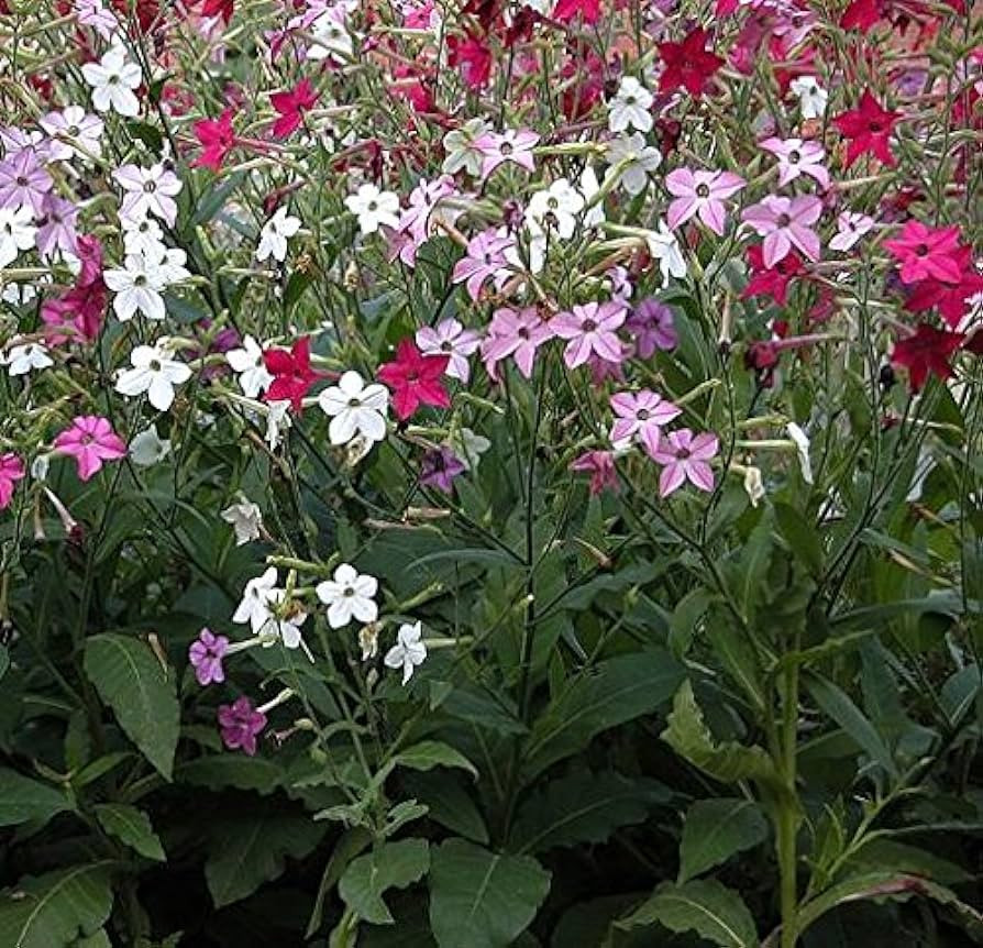 Regina Noptii amestec de culori (0,25 g), seminte planta ornamentala ...