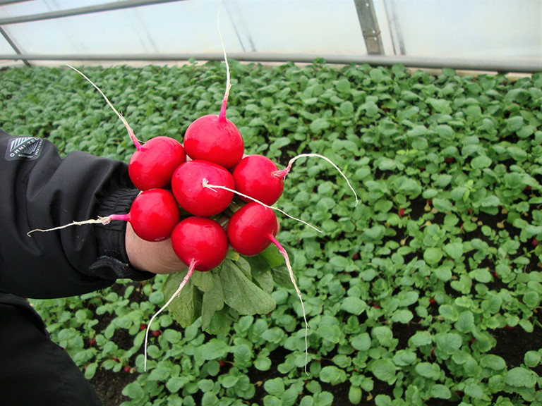 Ridichi de luna Diego F1 (25.000 sem), seminte hibrid toamna-primavara ...