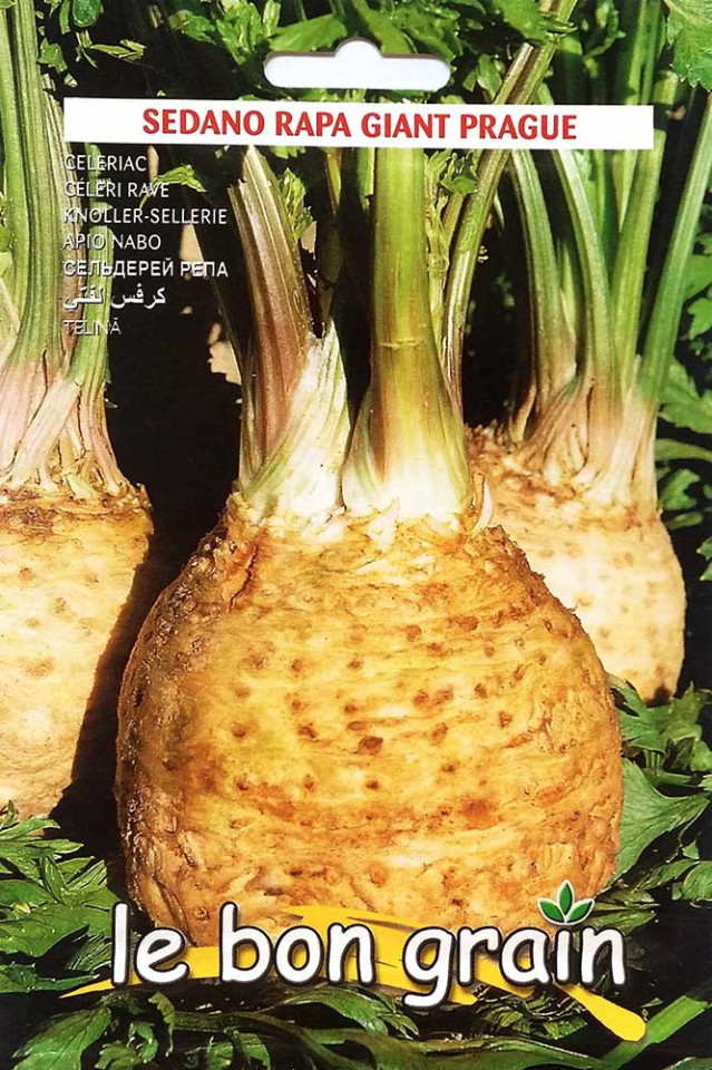 Telina radacina Giant Prague (Bianco del Veneto) (100 g), seminte soi ...