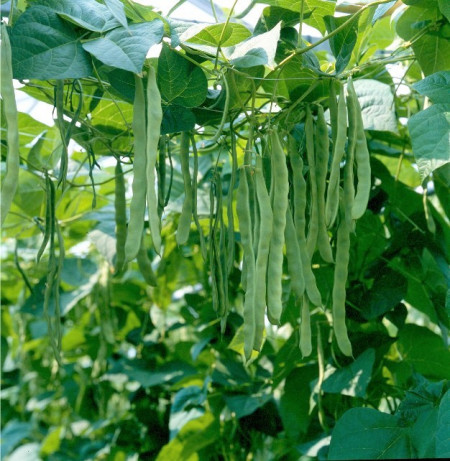 Fasole Musica (250 g), seminte soi timpuriu, fasole urcatoare verde ...