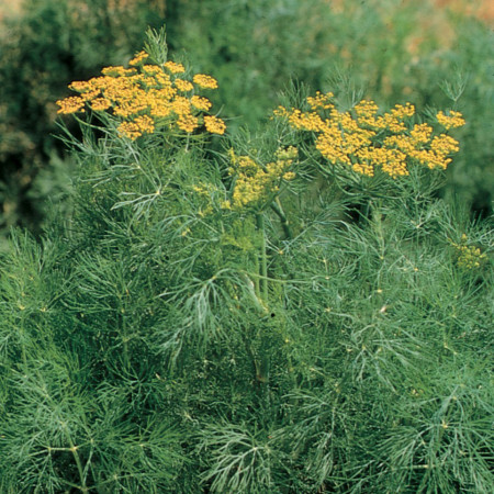 Marar Comun (500 g), seminte planta aromatica anuala, pentru ...