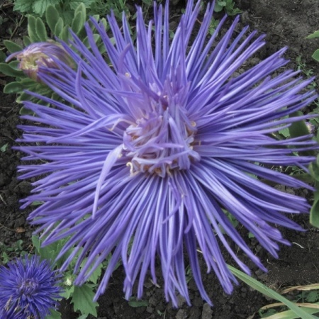 Ochiul Boului Unicum albastru (1 g) seminte Aster Callistephus ...