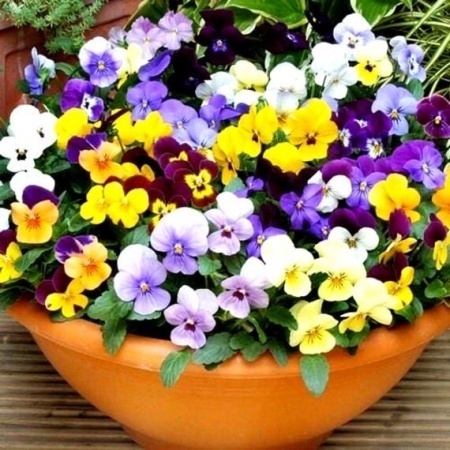 Panselute Bambini mix (0,25 g) seminte pansele Viola cornuta, flori ...
