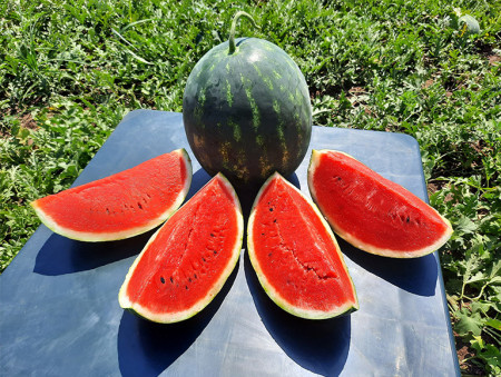 Pepene verde Sherkhan F1 (500 sem), seminte pepene rosu hibrid ...