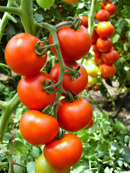 Rosii Primadona F1 (500 sem), seminte hibrid nedeterminat, tomate mari ...