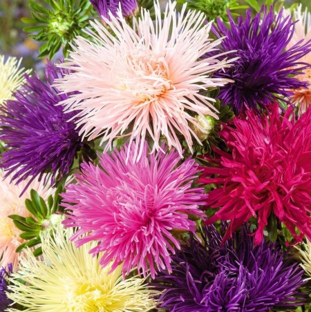 Ochiul Boului Unicum mix (1 g) seminte Aster Callistephus chinensis cu ...