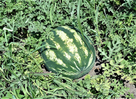 Pepene verde Miracle F1 (1000 sem), seminte pepene rosu hibrid ...