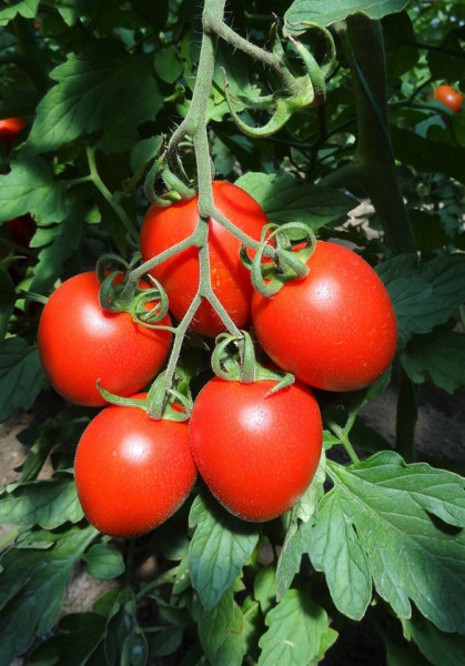 Rosii Lissete F1 (500 sem), seminte hibrid nedeterminat foarte ...