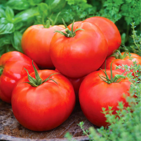 Rosii Parris F1 (1000 sem.), seminte hibrid timpuriu, tomate foarte ...