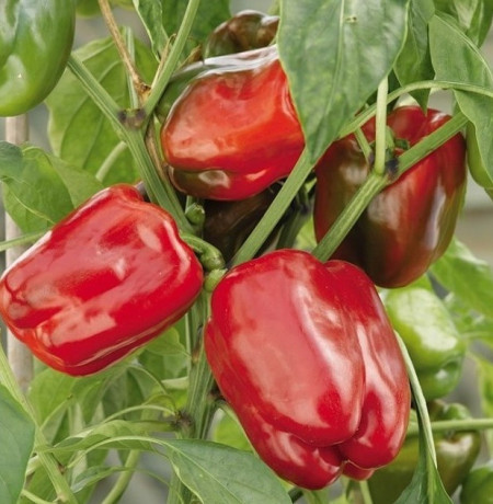 Ardei gras Quadrato d'Asti Rosso (100 g), seminte ardei gras Asti Rosu ...