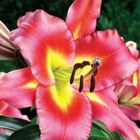 Crin Satisfaction (3 bulbi), bulbi crini flori mari, petale culori ...