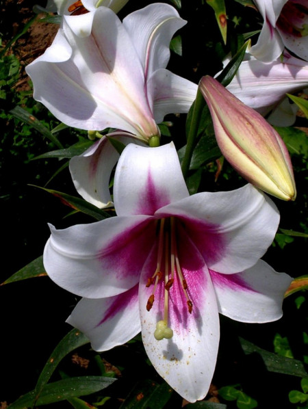 Crin Triumphator (3 bulbi), bulbi crini flori bicolore roz deschis-mov ...