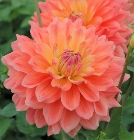 Dalie Ace Summer Sunset (1 bulb), bulbi dalii flori mari, petale orange ...