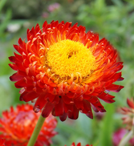 Flori de Pai portocalii (0,15 g), seminte plante ornamentale ...