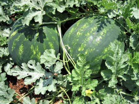 Pepene verde Splendid F1 (1000 sem), seminte pepene rosu hibrid ...