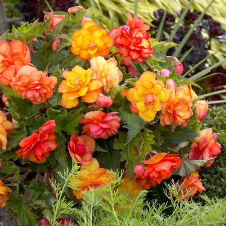 Begonie Golden Balcony (3 bulbi), bulbi begonii semicurgatoare, flori ...