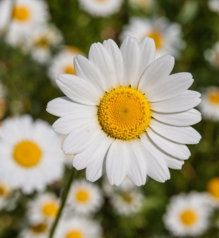 Margarete albe (1 g) seminte Leucanthemum vulgare, flori rustice perene ...