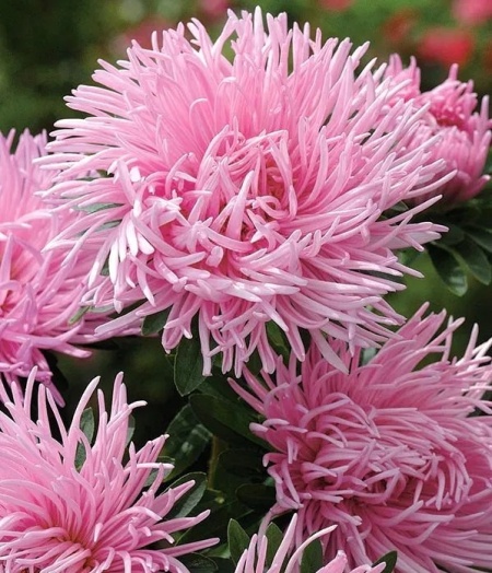 Ochiul Boului Unicum roz (1 g) seminte Aster Callistephus chinensis cu ...